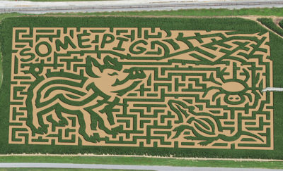 Corn Maze - Award-Winning Designs | Cherry Crest Adventure Farm