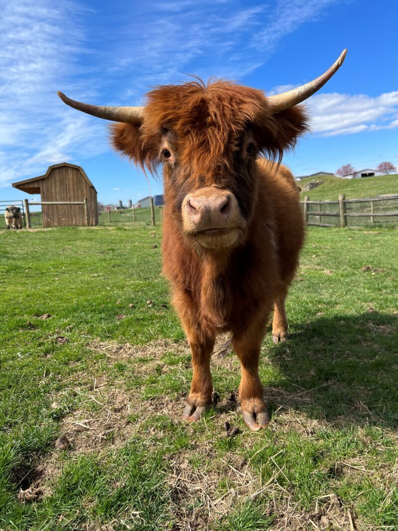 Highland Cows - Meet our Cows | Cherry Crest Adventure Farm
