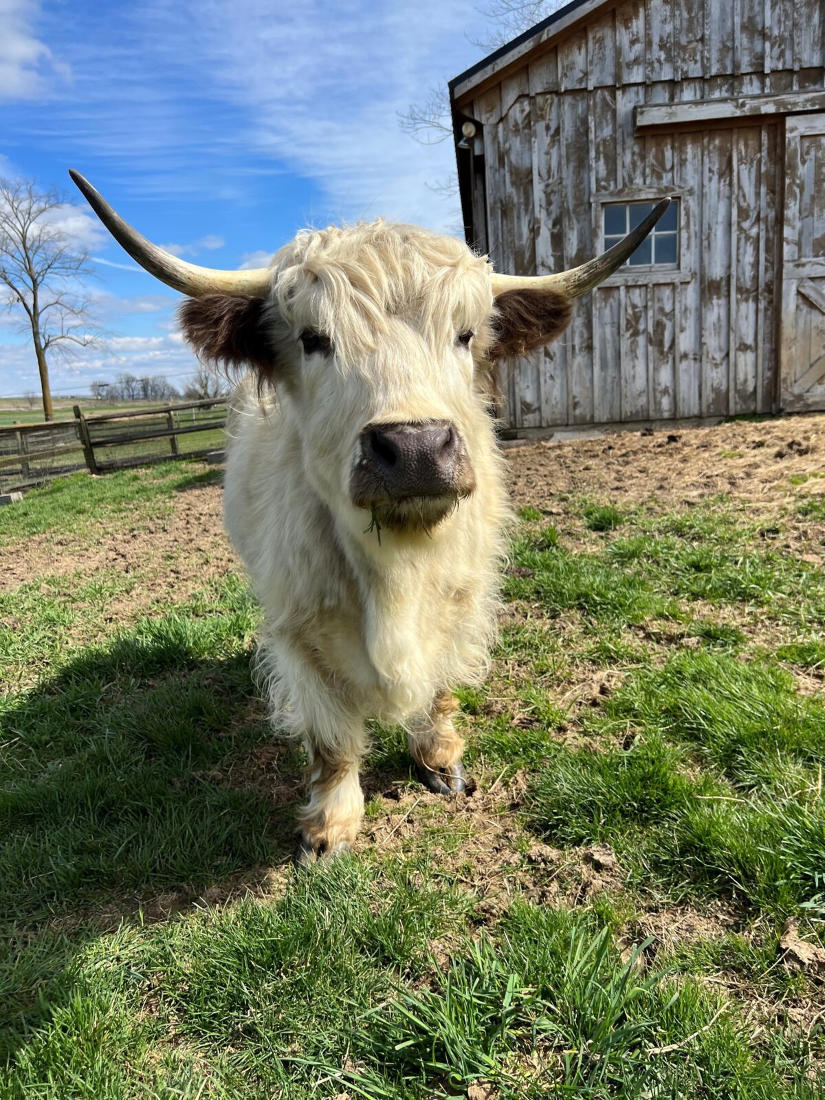 Highland Cows - Meet our Cows | Cherry Crest Adventure Farm